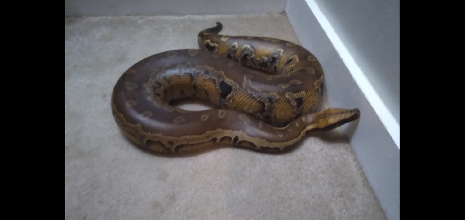 Normal Borneo Short-tailed Python by Franks Exotics - MorphMarket