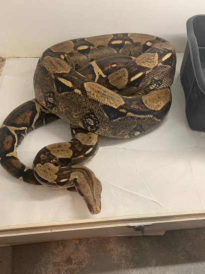 Normal Boa Constrictor by Franks Exotics