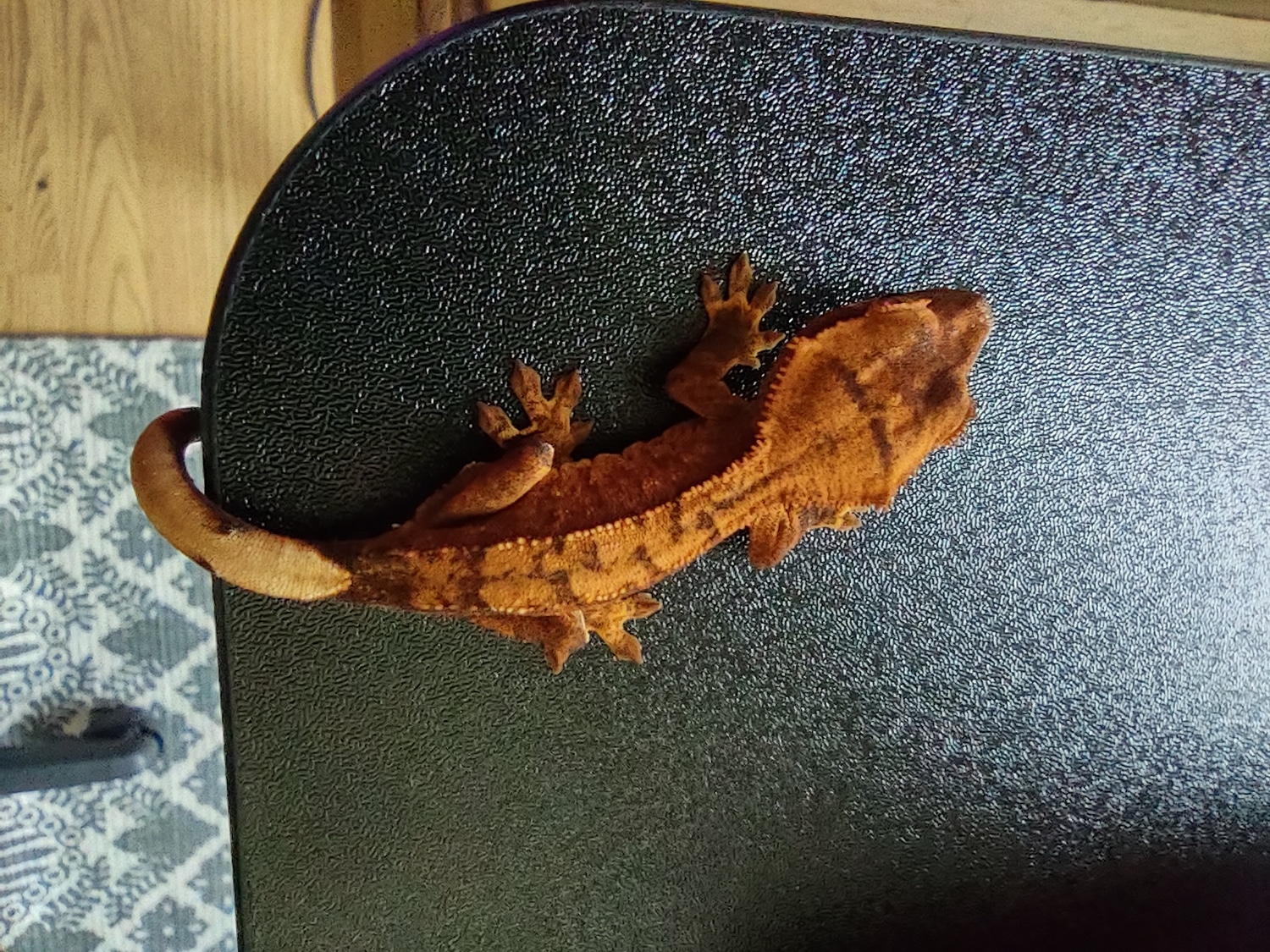 Flame Crested Gecko by Coastal Cresties - MorphMarket