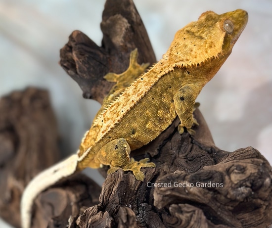 Sensational Crown On A Yellow Male Dalmatian Crested Gecko by Crested ...