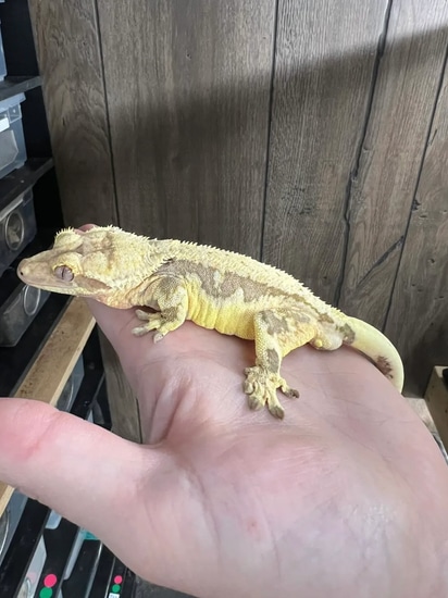Yellow Base Lilly White - Proven Adult Male Crested Gecko by Eleven Gecko
