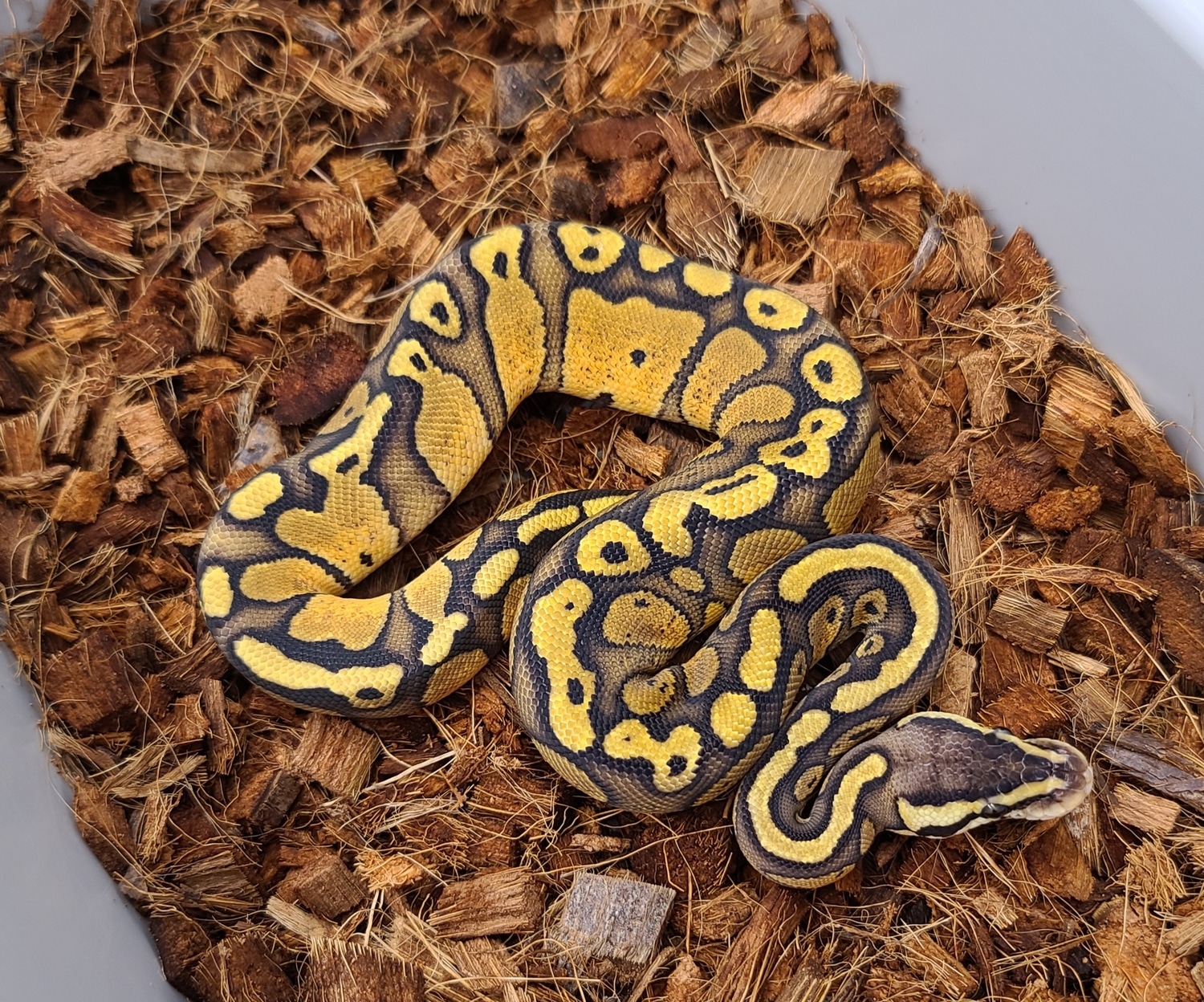 Redstripe Pastel Ball Python by Cgpythons - MorphMarket