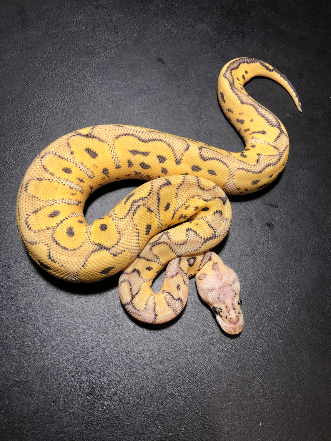 Killer Clown Ball Python by Mad Doctor Morphs - MorphMarket