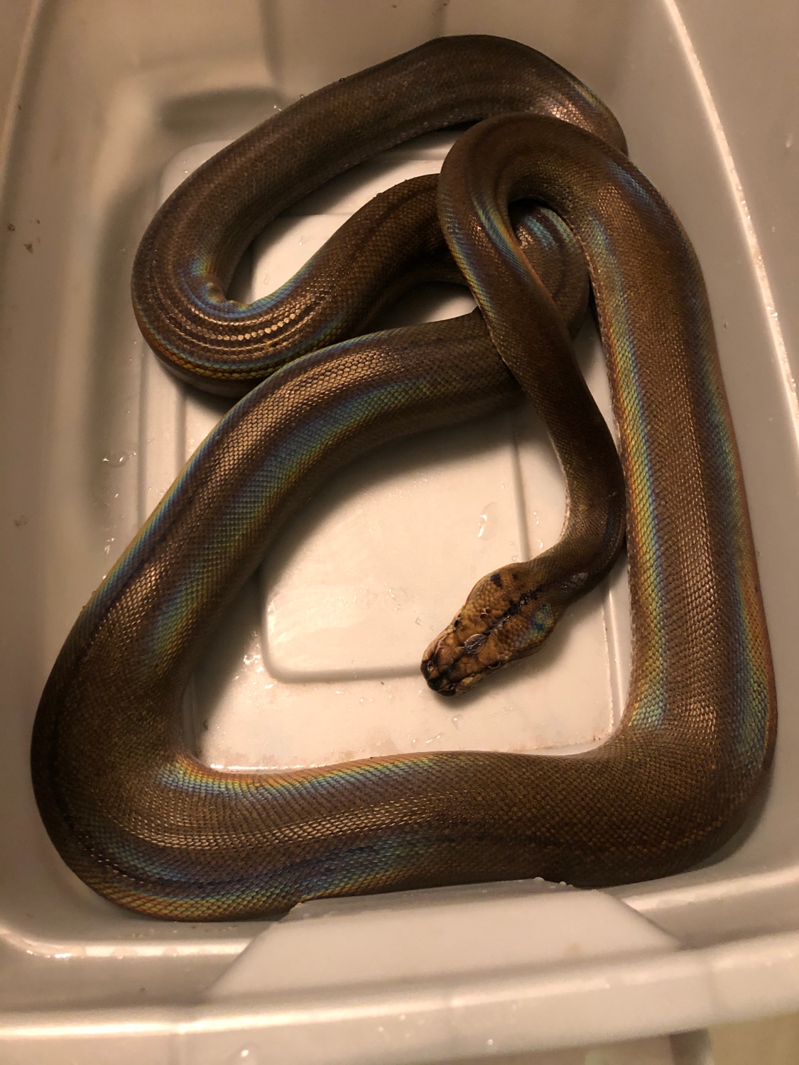 Motley Tiger Goldenchild 66% DH Purple Snow 25% Dwarf 25% Super Dwarf ...