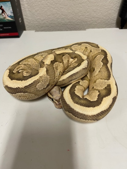 Vanilla Cream Ball Python by Pandora’s Creations