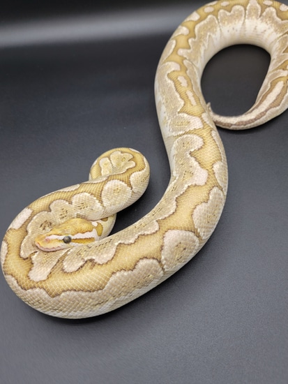 RTB Pastel Bamboo Ball Python by Trippin' Balls LLC.