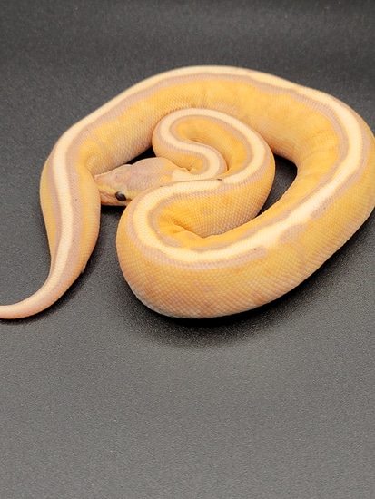 RTB Banana G-Stripe Male Ball Python by Trippin' Balls LLC.