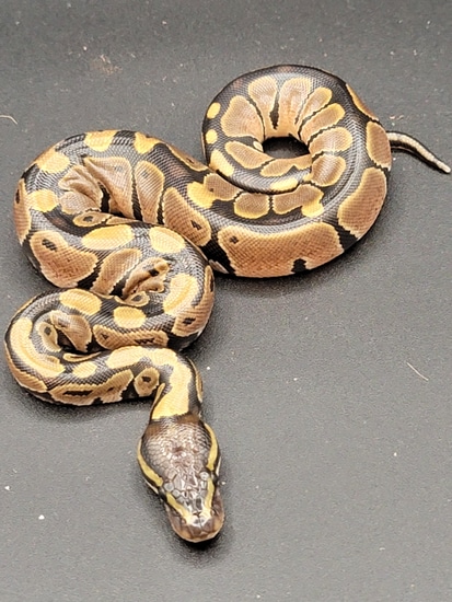 Het Hypo Het Candy Het Albino Ball Python by Trippin' Balls LLC.