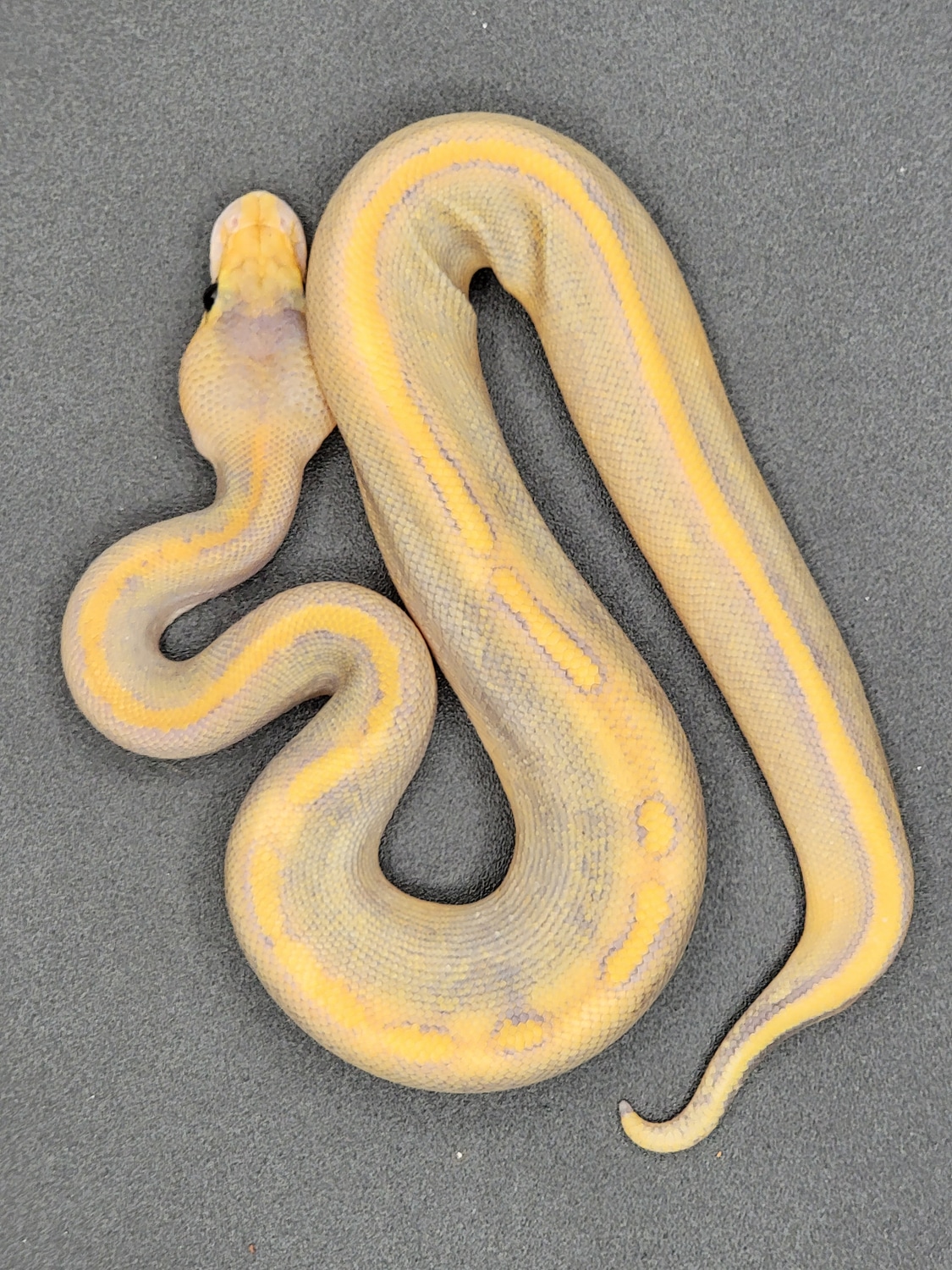 Cinnamon Champagne Pos. Yellowbelly Hypo Ball Python by Trippin' Balls ...