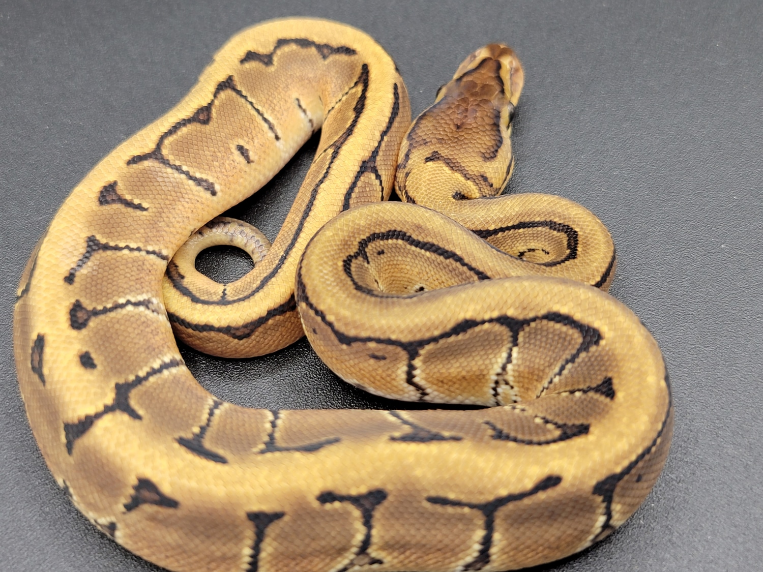 Orange Dream Pinstripe Het Desert Ghost Pos Het Hypo Ball Python by ...