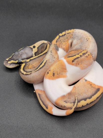 Pastel Hypo Pied Paradox Ball Python by Trippin' Balls LLC.