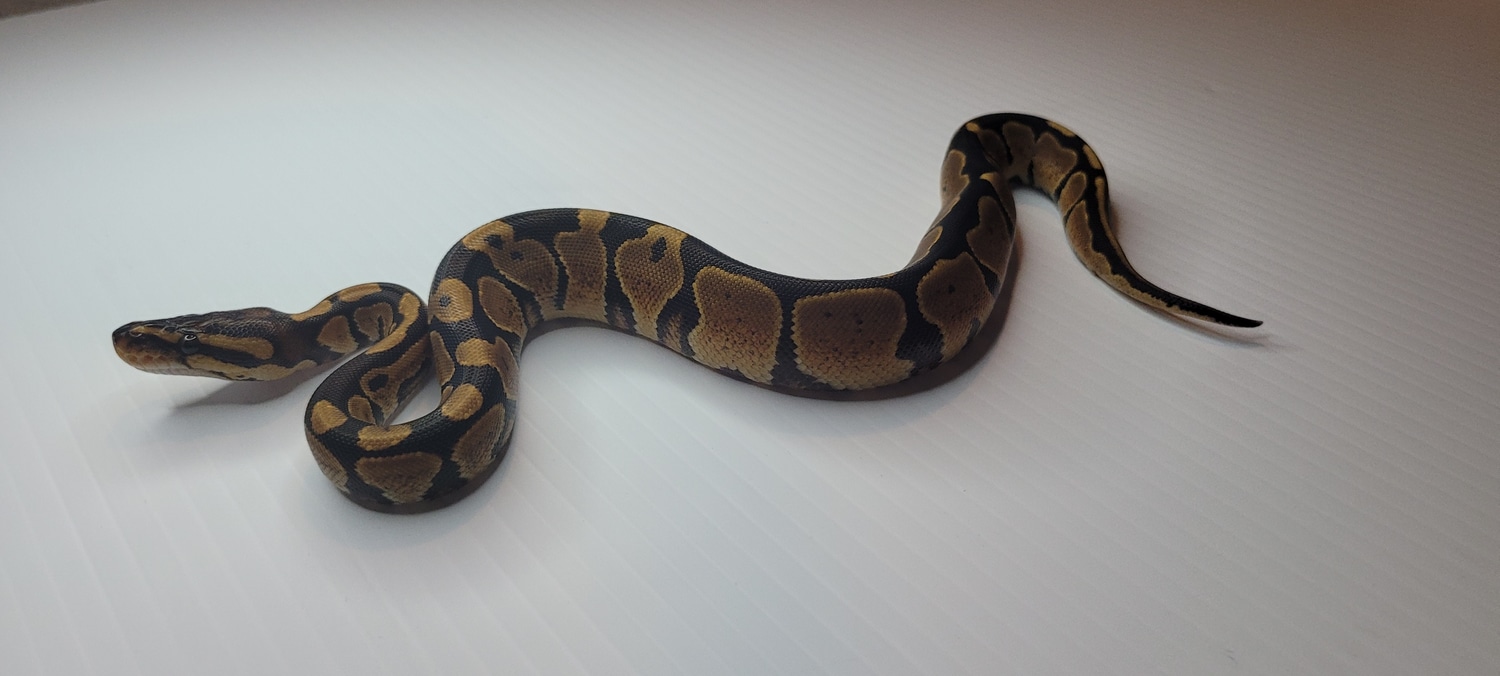 Normal Ball Python by Beautiful Balls - MorphMarket