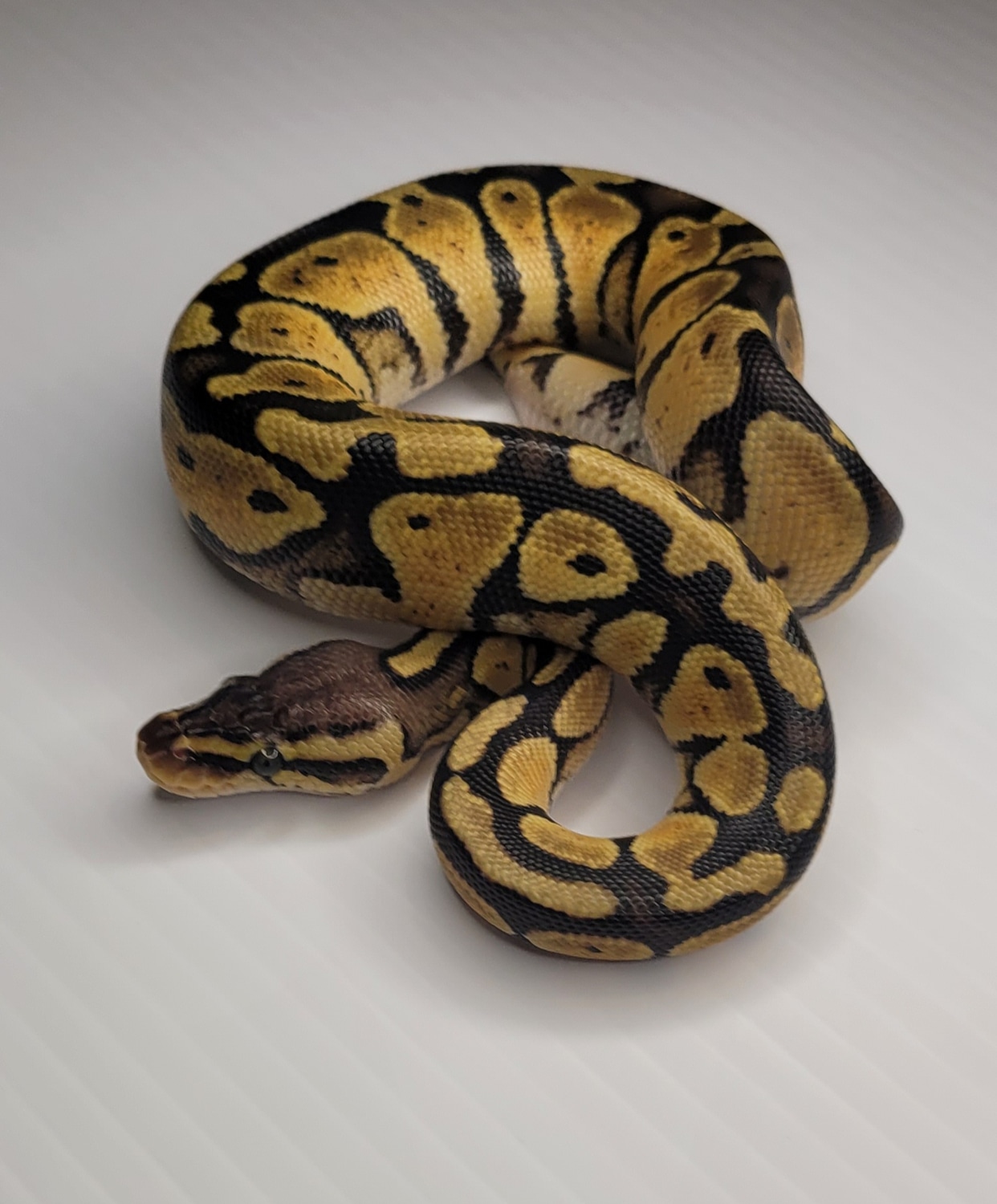 Pastel Yellow Belly Ball Python by Beautiful Balls - MorphMarket