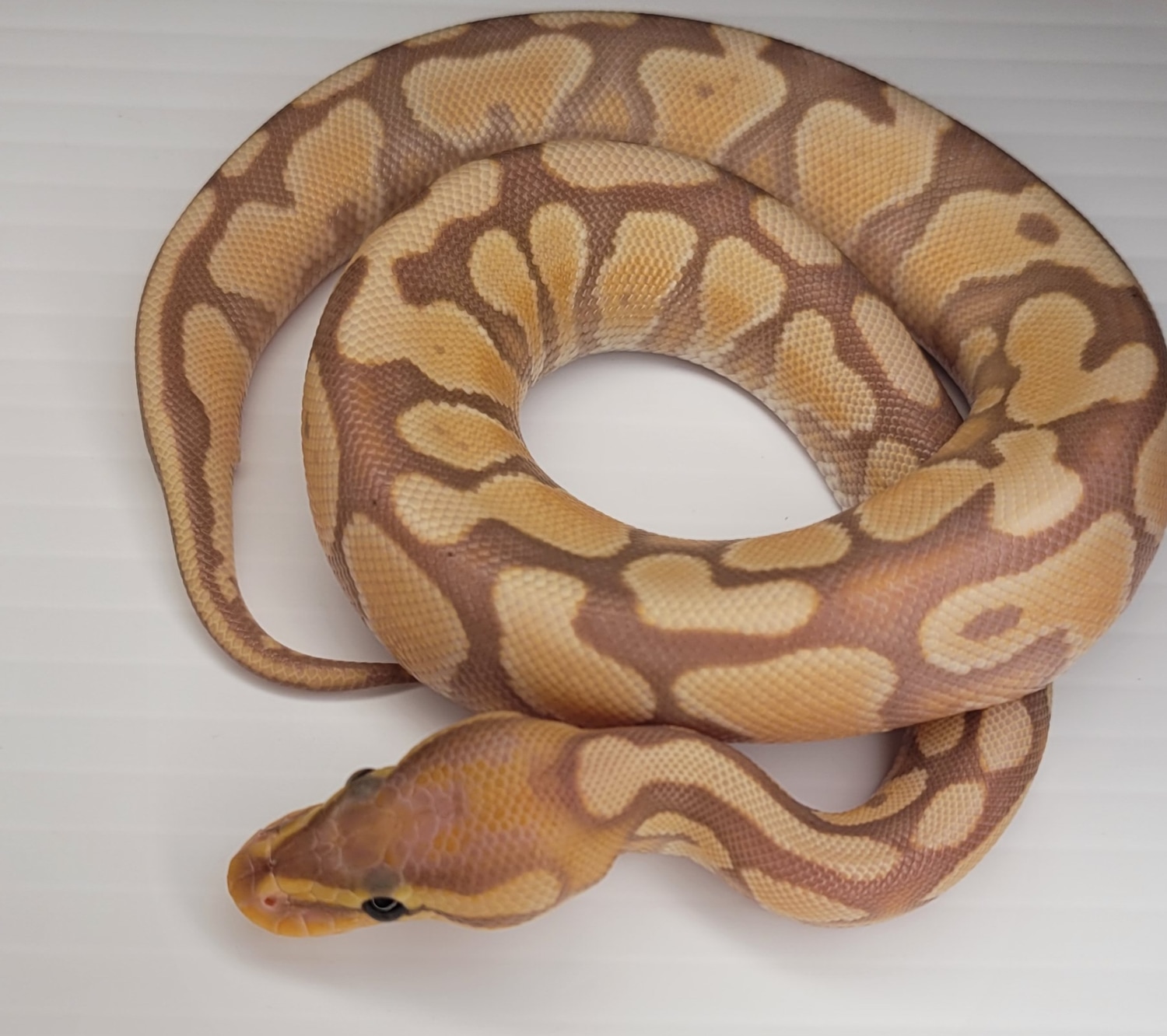 Male Banana Yellow Belly Ball Python by Beautiful Balls - MorphMarket