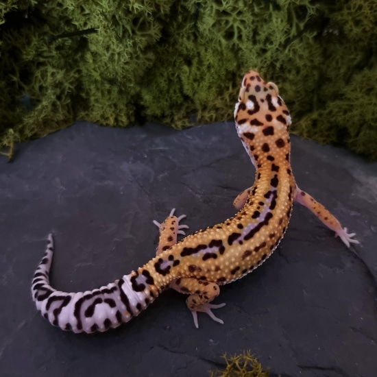Blood Emerine Cross Het Bell Eclipse Leopard Gecko by Leopard Geckos London