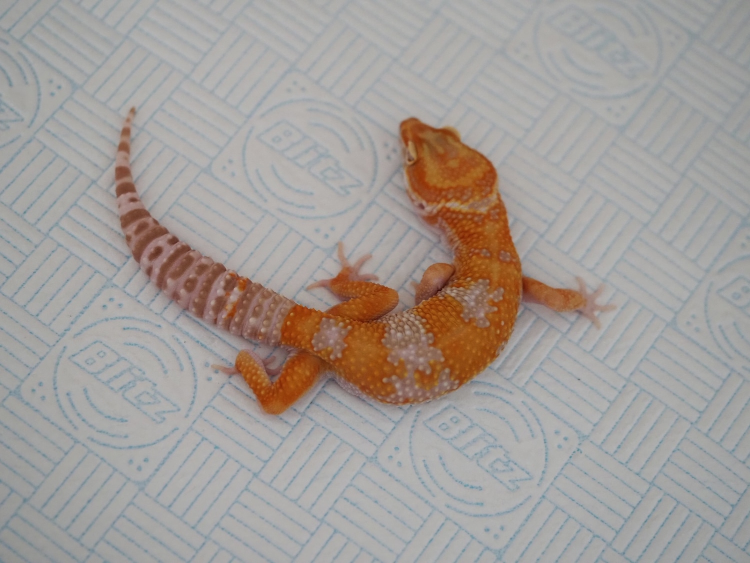 Tangelo Tremper Tangerine Leopard Gecko by Leopard Geckos London Ltd ...