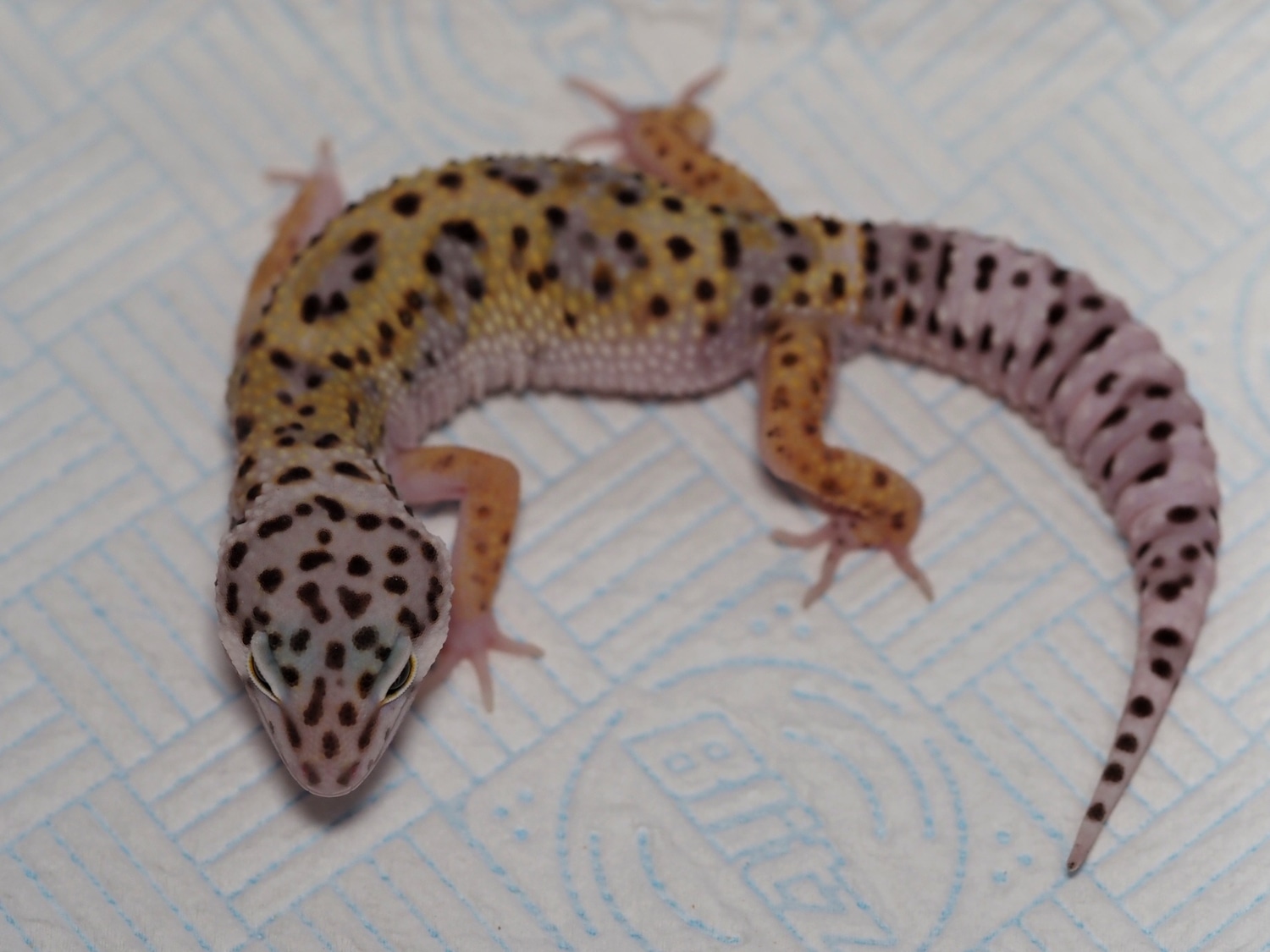 Gem Snow Het Bell Eclipse Leopard Gecko by Leopard Geckos London Ltd ...
