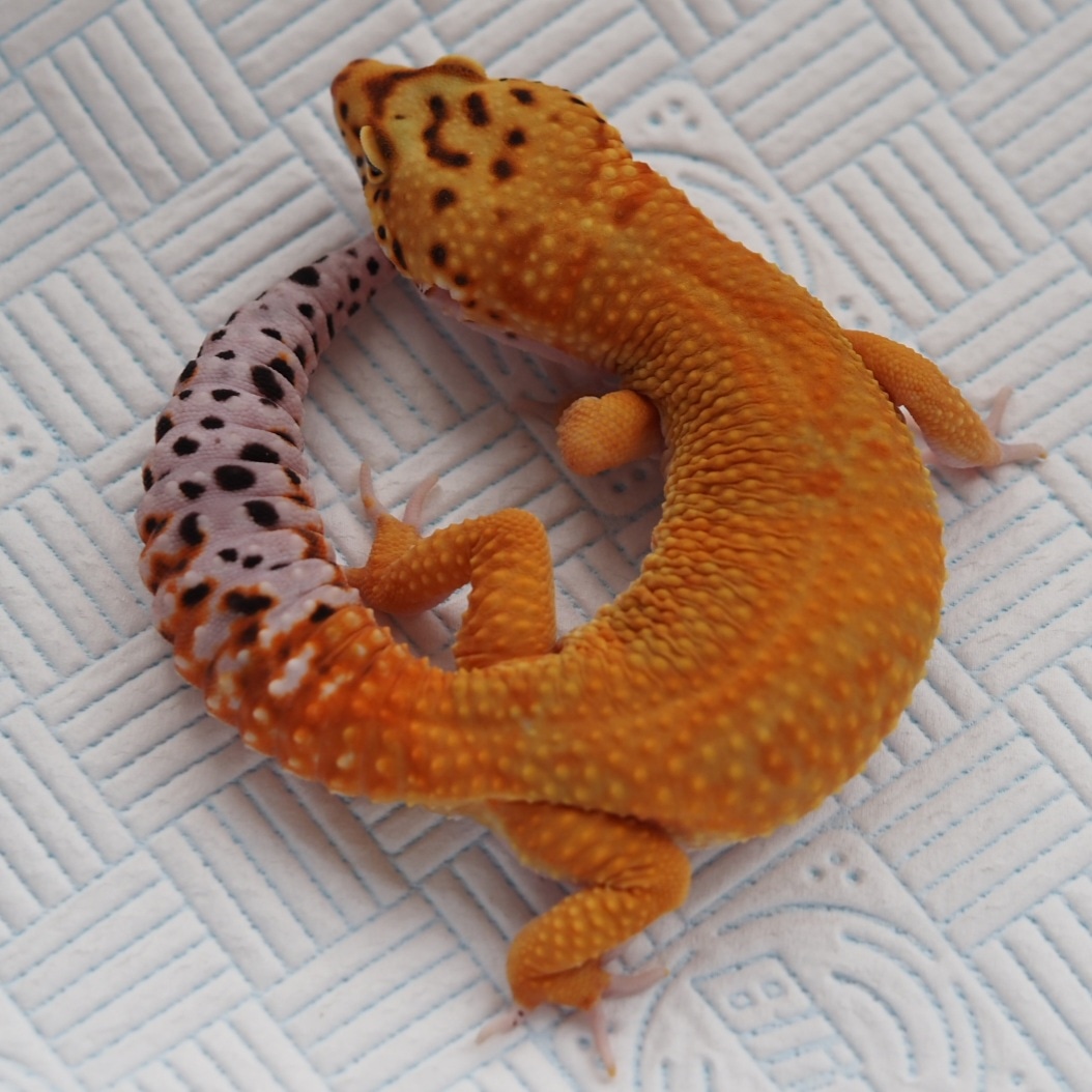 Blood Emerine Tangerine Het Bell Eclipse Leopard Gecko by Leopard ...