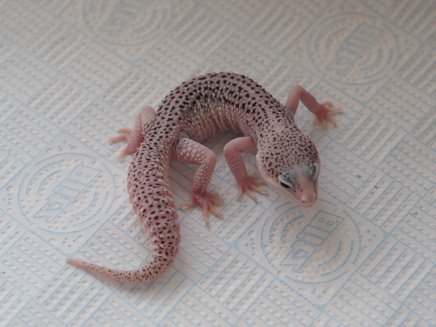Super Snow Eclipse 66% Het Tremper Leopard Gecko by Leopard Geckos ...