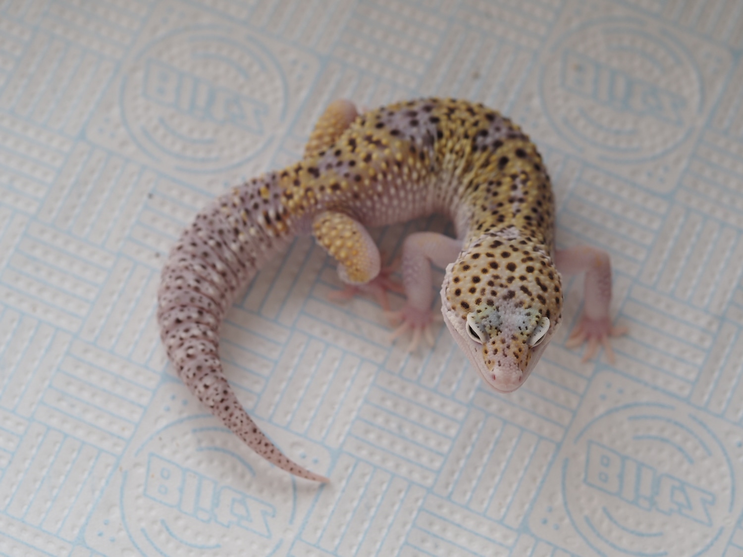Mack Snow Eclipse 66% Het Tremper Leopard Gecko by Leopard Geckos ...