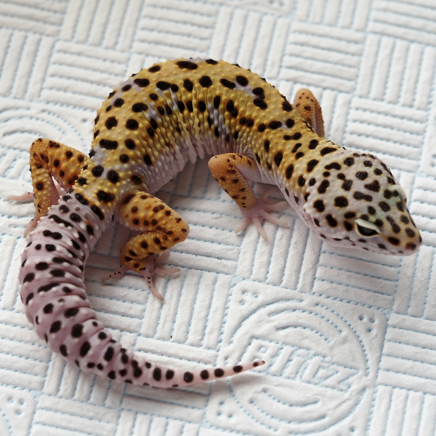 Gem Snow Het Bell Eclipse Leopard Gecko by Leopard Geckos London Ltd ...