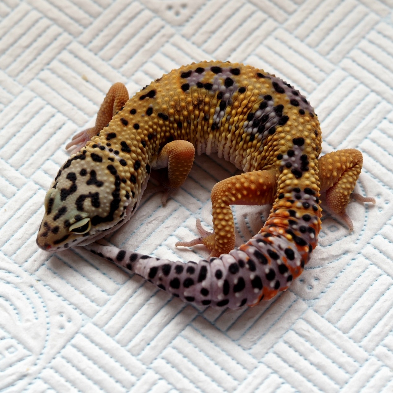 Normal - Black Night Tangerine Lineage Leopard Gecko by Leopard Geckos London - MorphMarket
