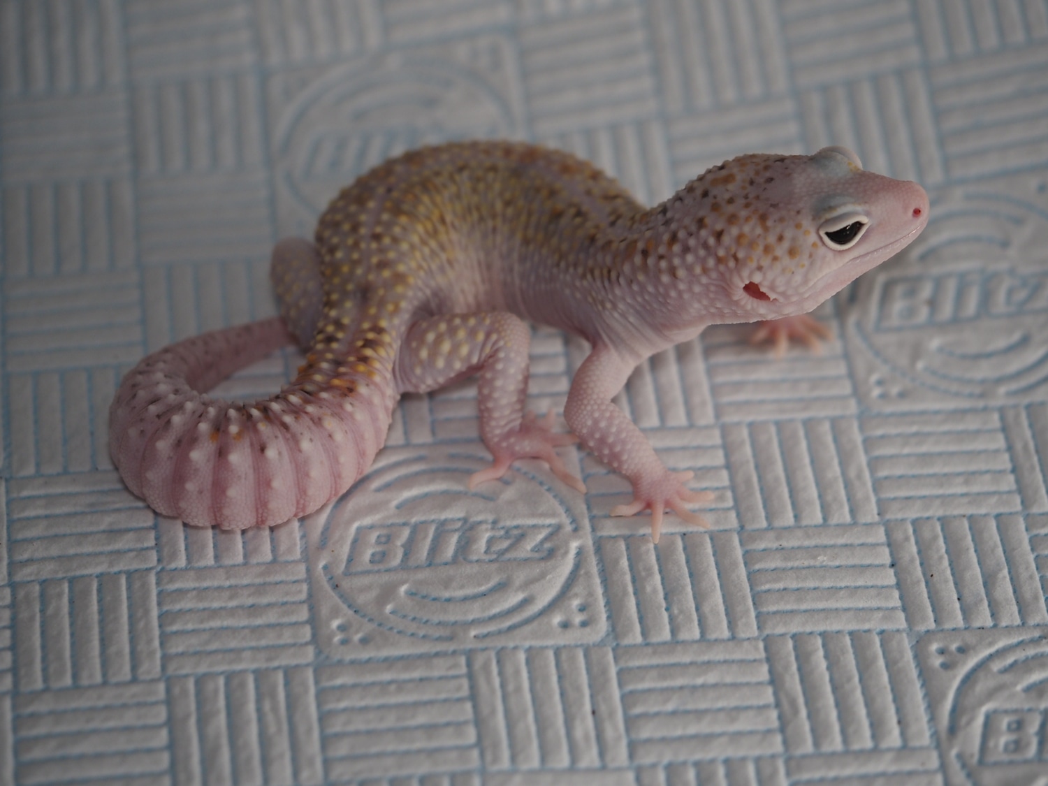 Mack Snow Eclipse White & Yellow Leopard Gecko by Leopard Geckos London ...