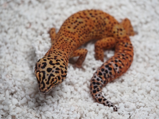 Blood Emerine Leopard Gecko by Leopard Geckos London