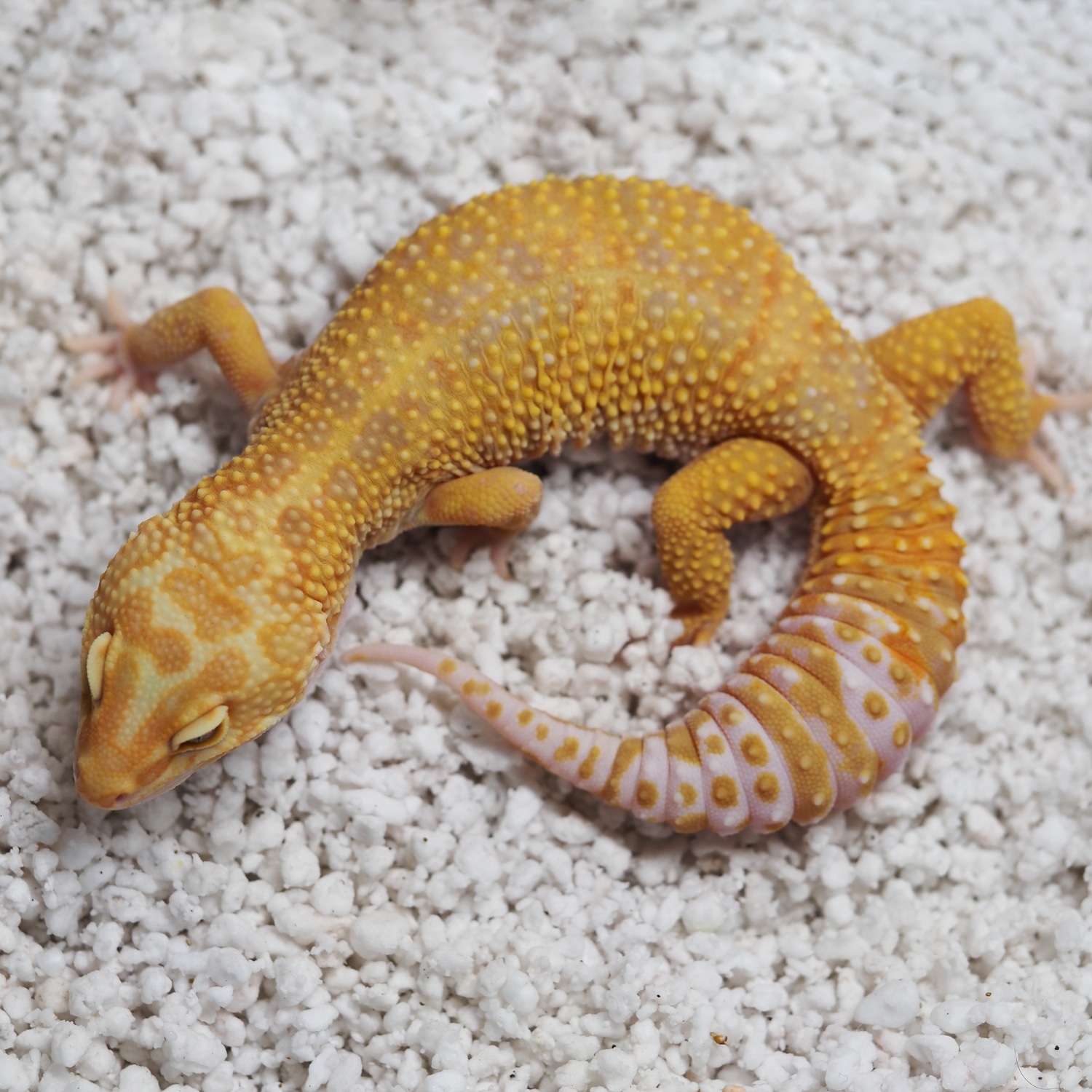 Firewater Het Free Proven Breeder Leopard Gecko by Leopard Geckos ...