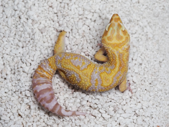 Glow Madness / Firebold Bold Tremper Leopard Gecko by Leopard Geckos London