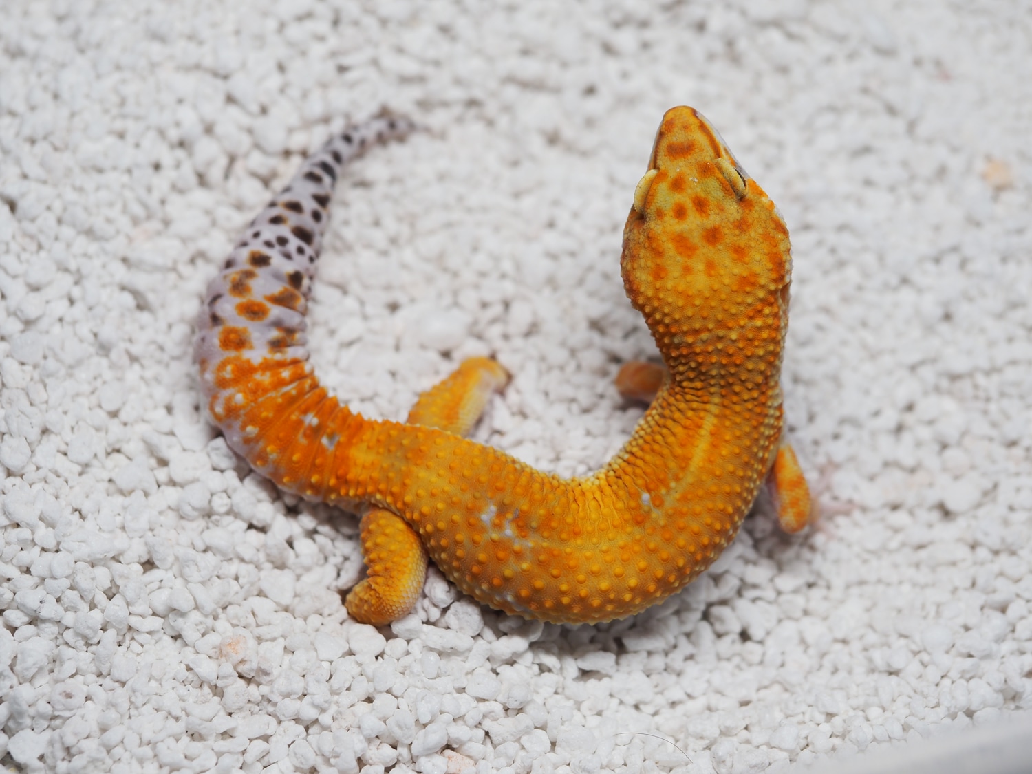 Tornado X Copper Tangerine Leopard Gecko by Leopard Geckos London ...