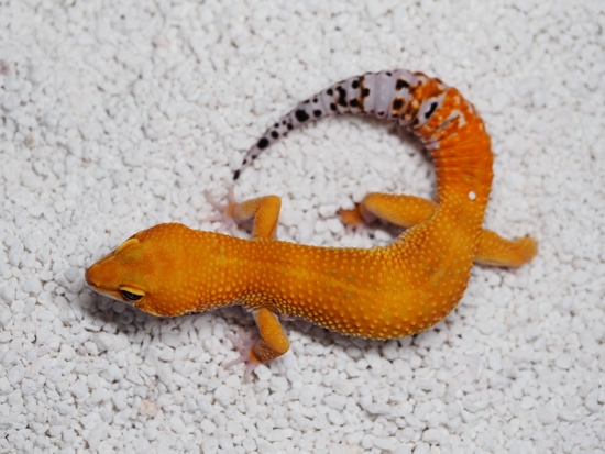Tornado X Copper Paradox Tangerine Leopard Gecko by Leopard Geckos London
