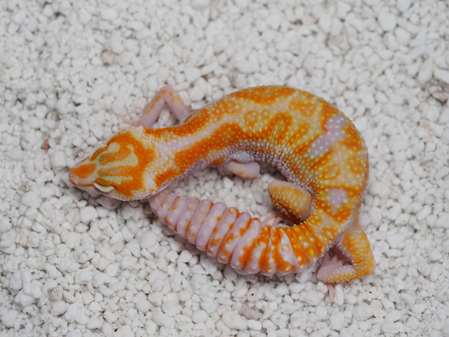 Leopard Gecko Clutch: LGL-4 by Leopard Geckos London - MorphMarket