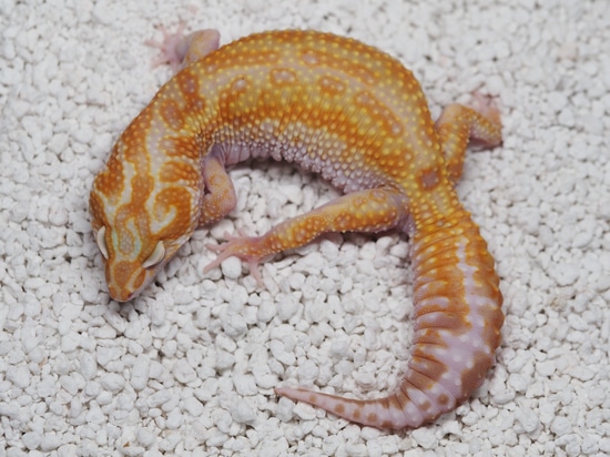 Ghost Tremper Leopard Gecko by Leopard Geckos London