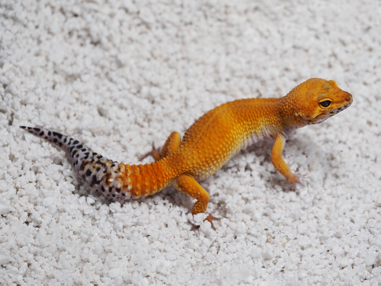 Leopard Gecko Clutch: LGL-11 by Leopard Geckos London - MorphMarket