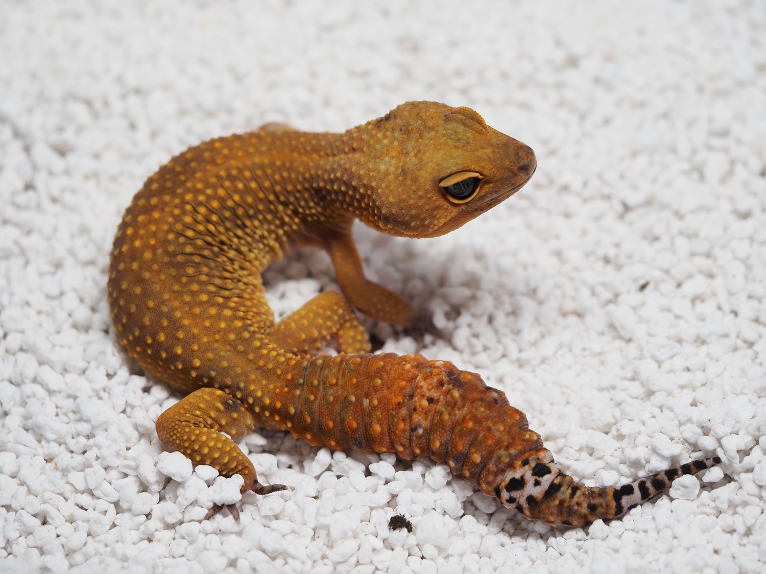 Leopard Gecko Clutch: LGL-17 by Leopard Geckos London - MorphMarket