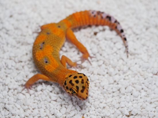 Blood Emerine Green & Tangerine Leopard Gecko by Leopard Geckos London