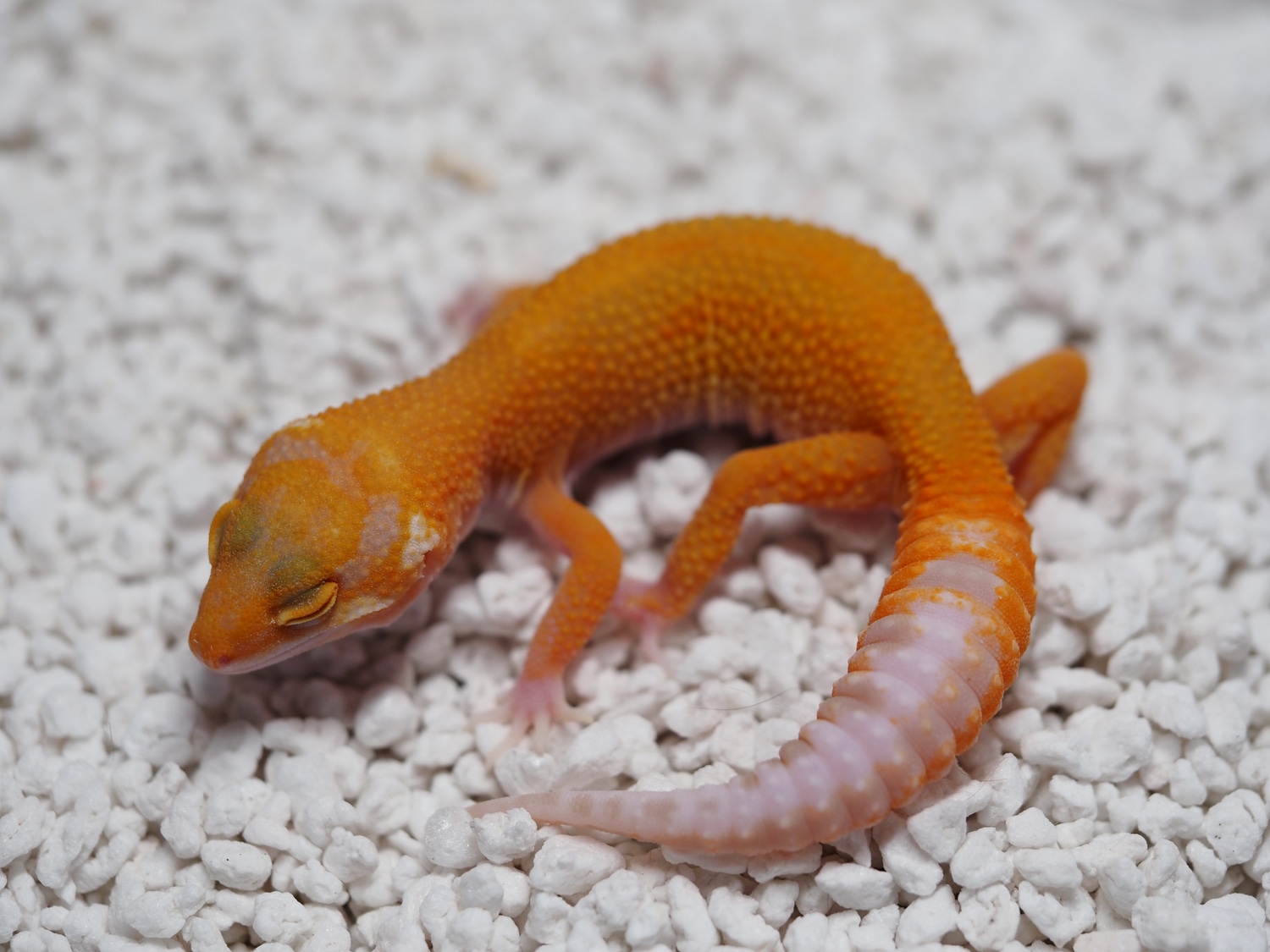 Tremper Tangerine (Blood Emerine G&T X Greenline) Leopard Gecko by ...
