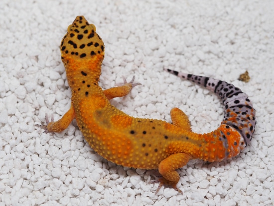 Blood Emerine Greenline Leopard Gecko by Leopard Geckos London