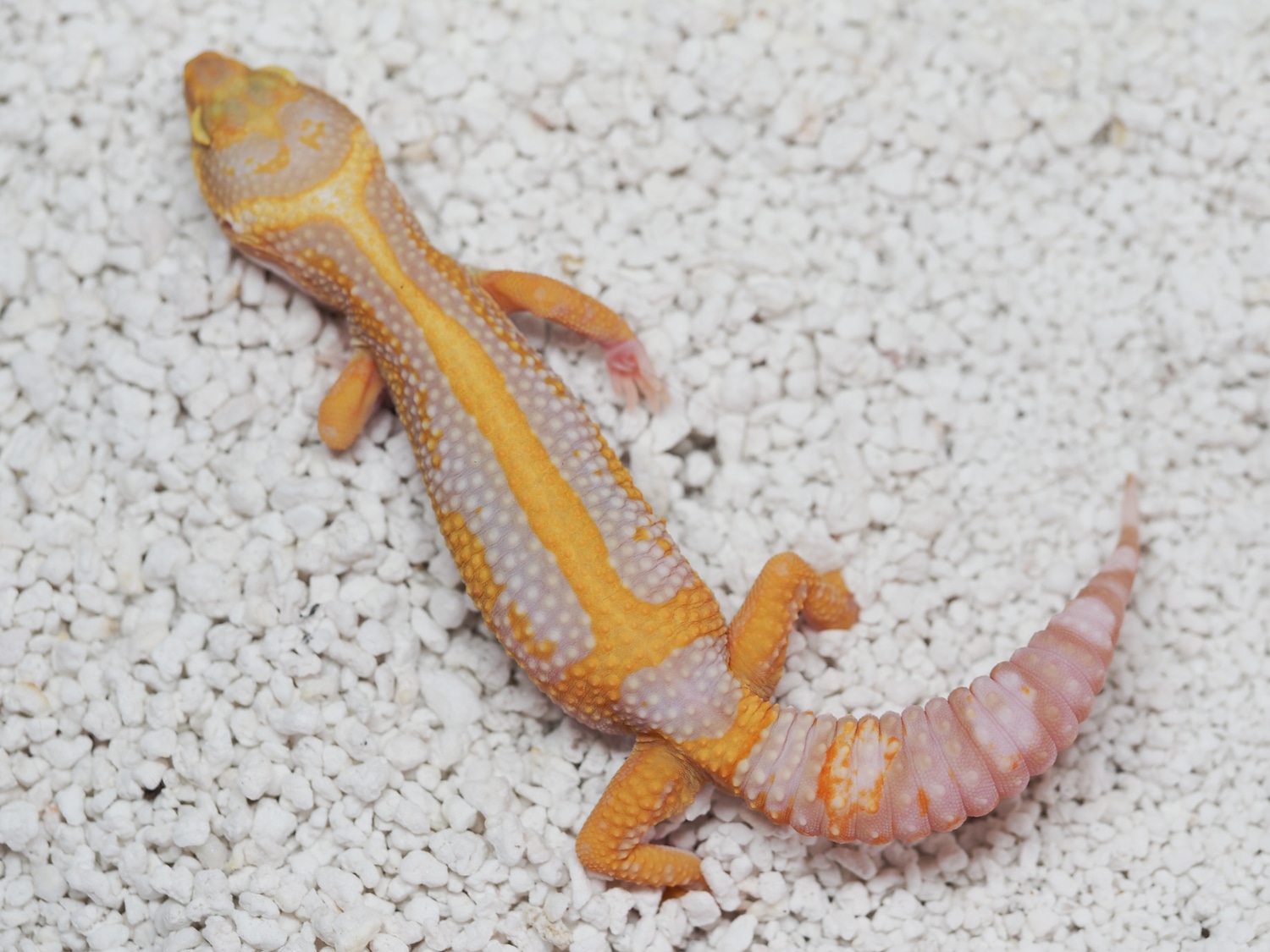 Bold Stripe Tremper Leopard Gecko by Leopard Geckos London - MorphMarket
