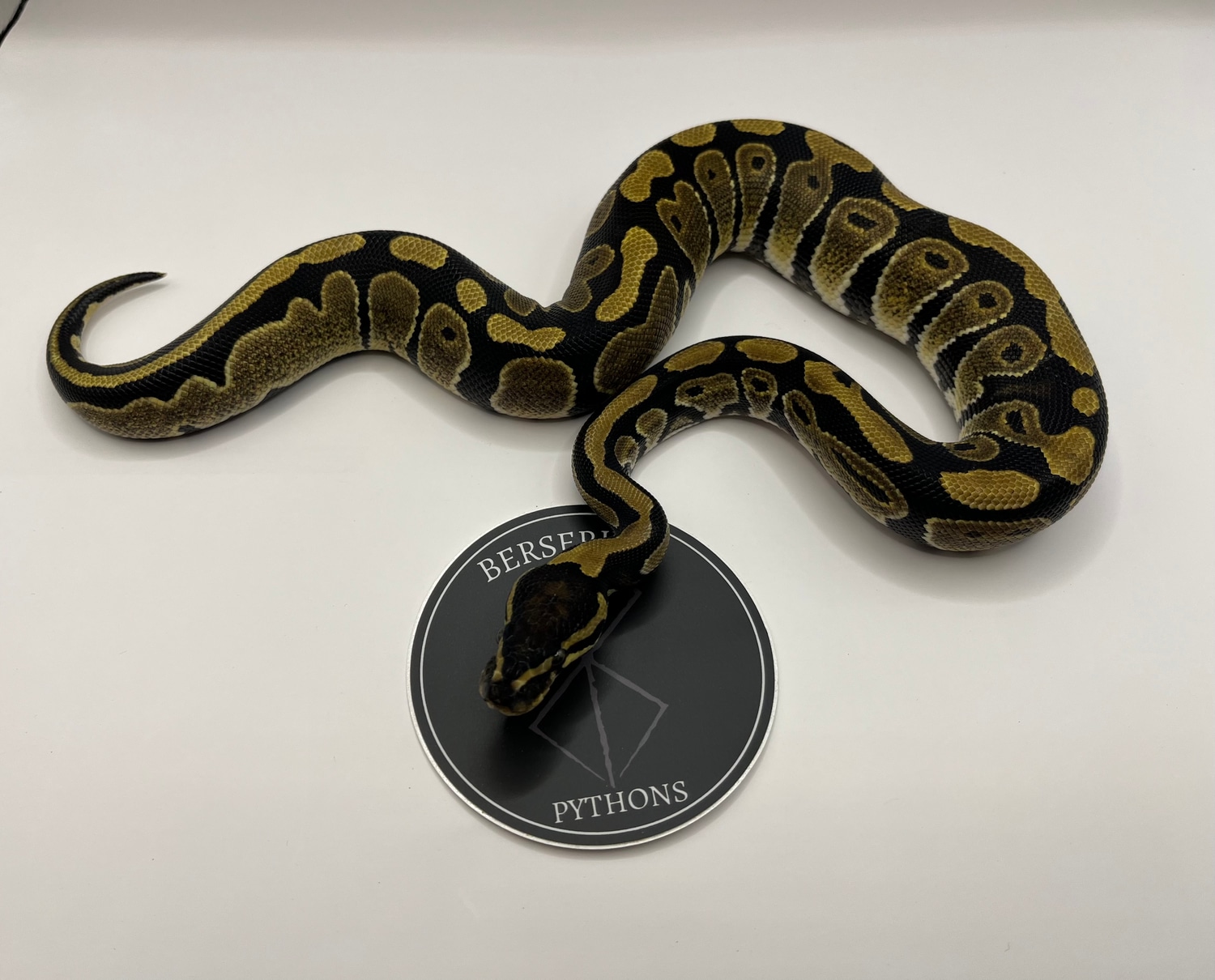 Dbl Het VPI Axanthic Het Piebald Ball Python by Berserker Pythons ...