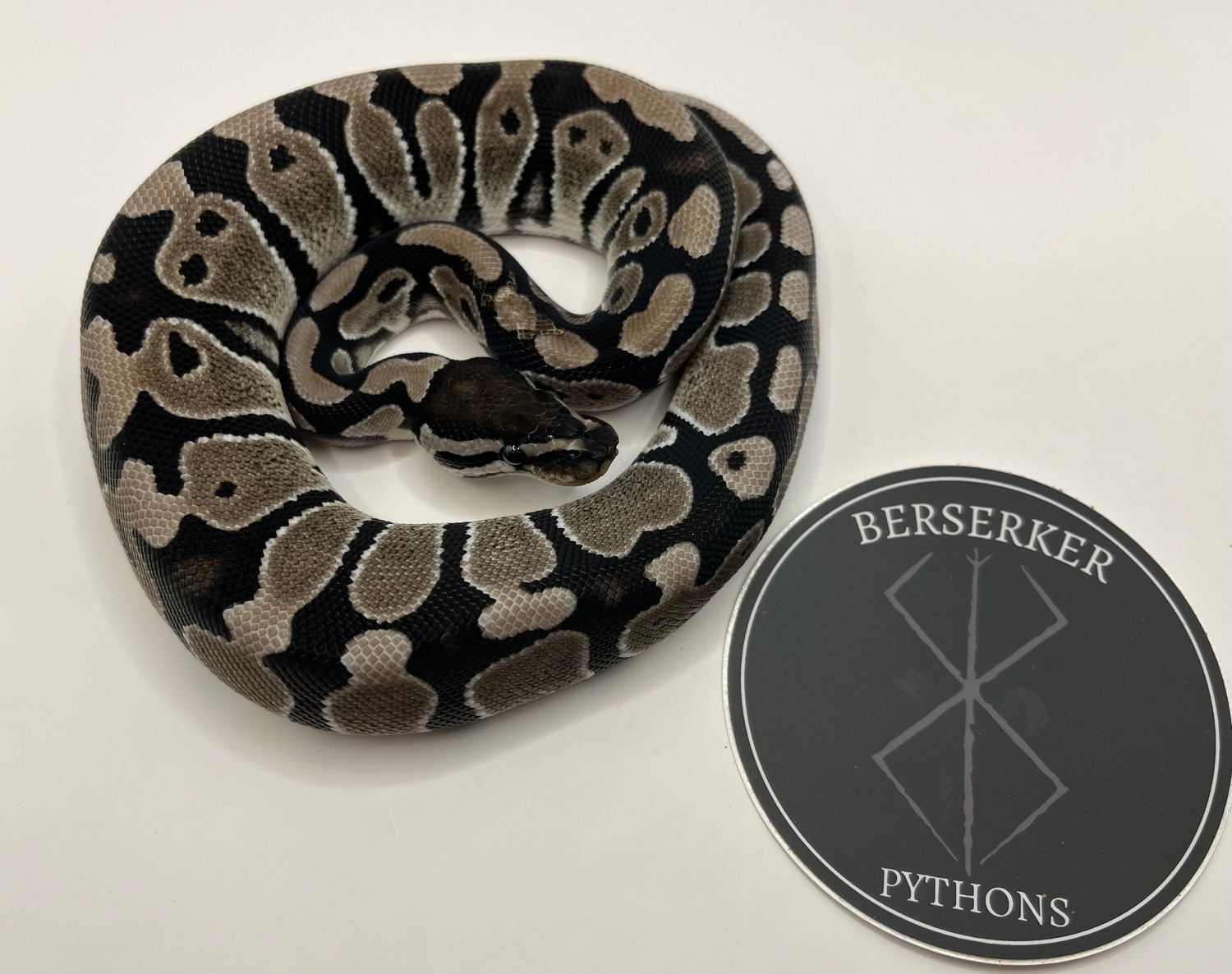 VPI Axanthic Het Piebald Ball Python by Berserker Pythons - MorphMarket