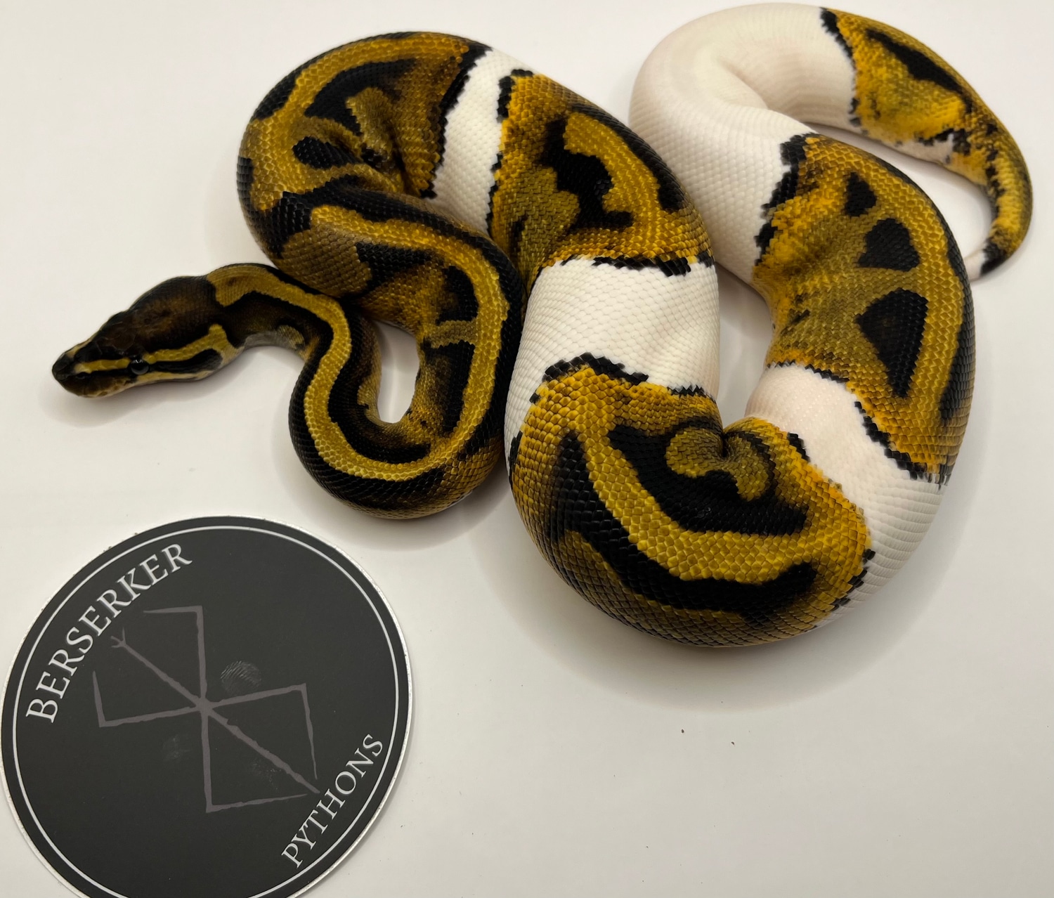 Orange Dream Piebald Het Hypo Ball Python by Berserker Pythons ...
