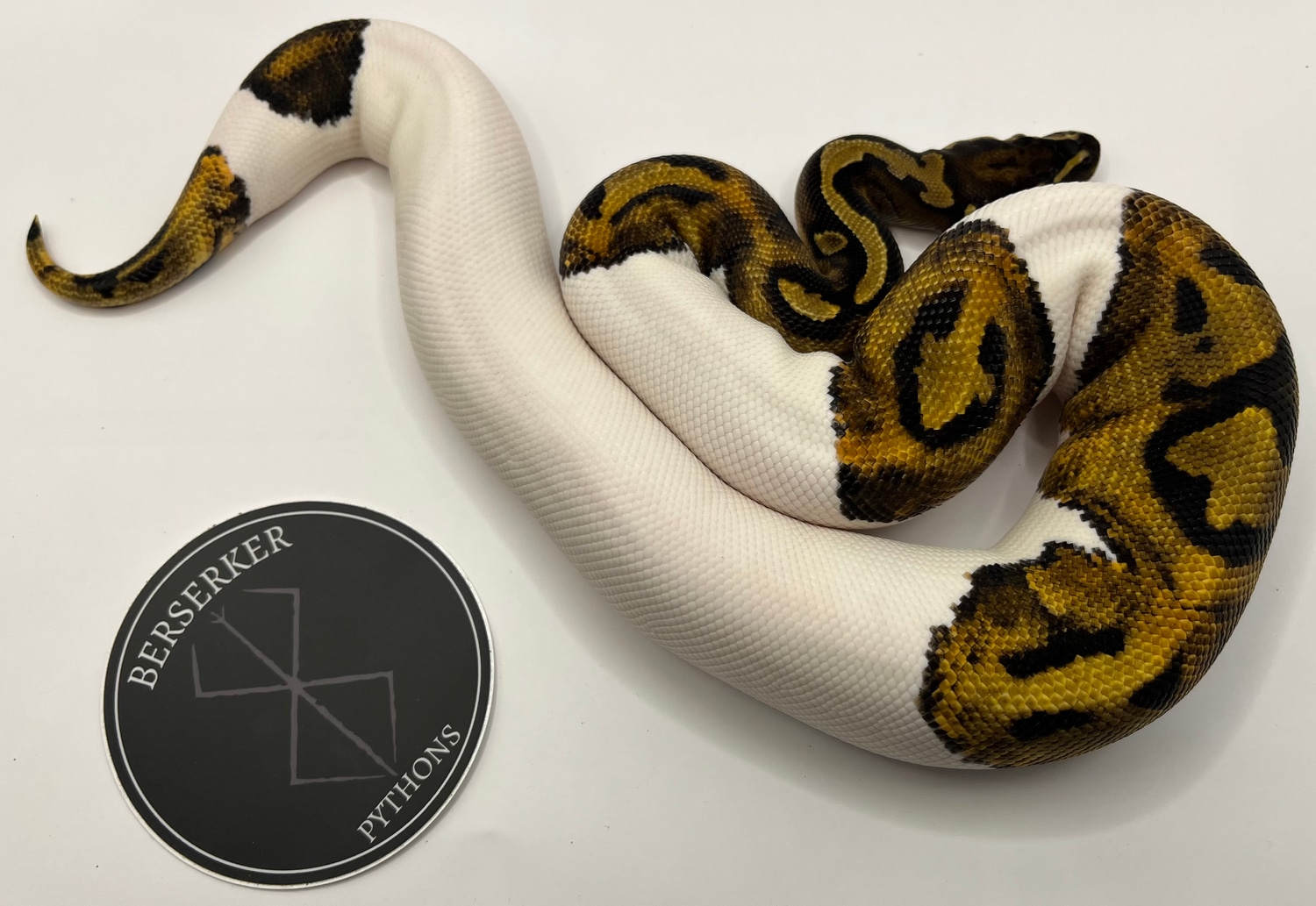 Piebald Het Hypo Ball Python by Berserker Pythons - MorphMarket