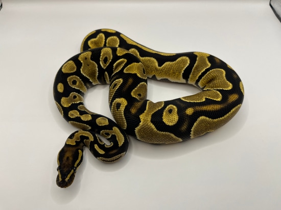 Normal 100% Het Piebald 100% Het Hypo Ball Python by Berserker Pythons