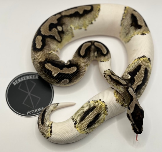 VPI Axanthic Piebald Ball Python by Berserker Pythons