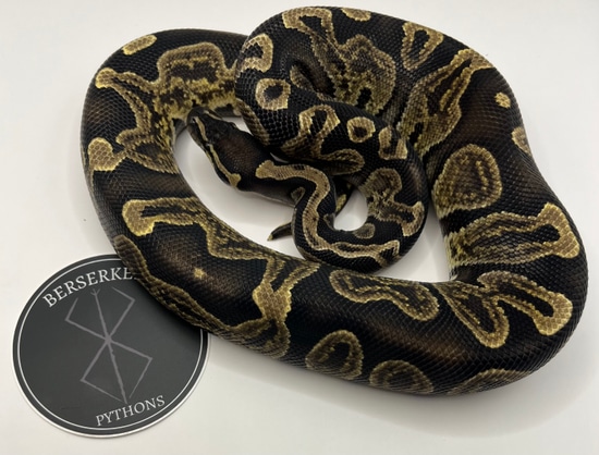 GHI Het VPI Axanthic Het Piebald- Breeder Ready! Ball Python by Berserker Pythons