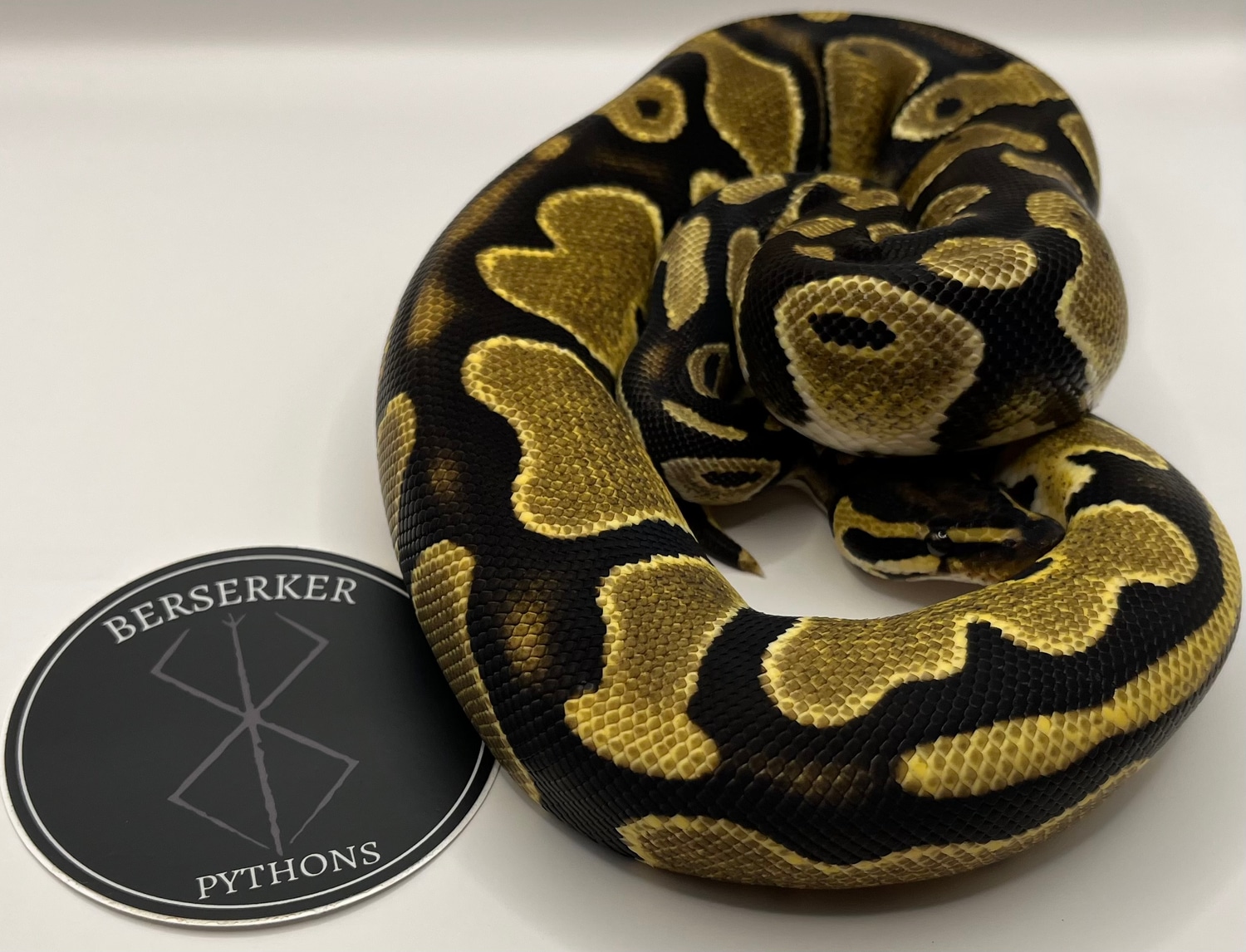 100% Het Piebald 100% Het Hypo Ball Python by Berserker Pythons ...