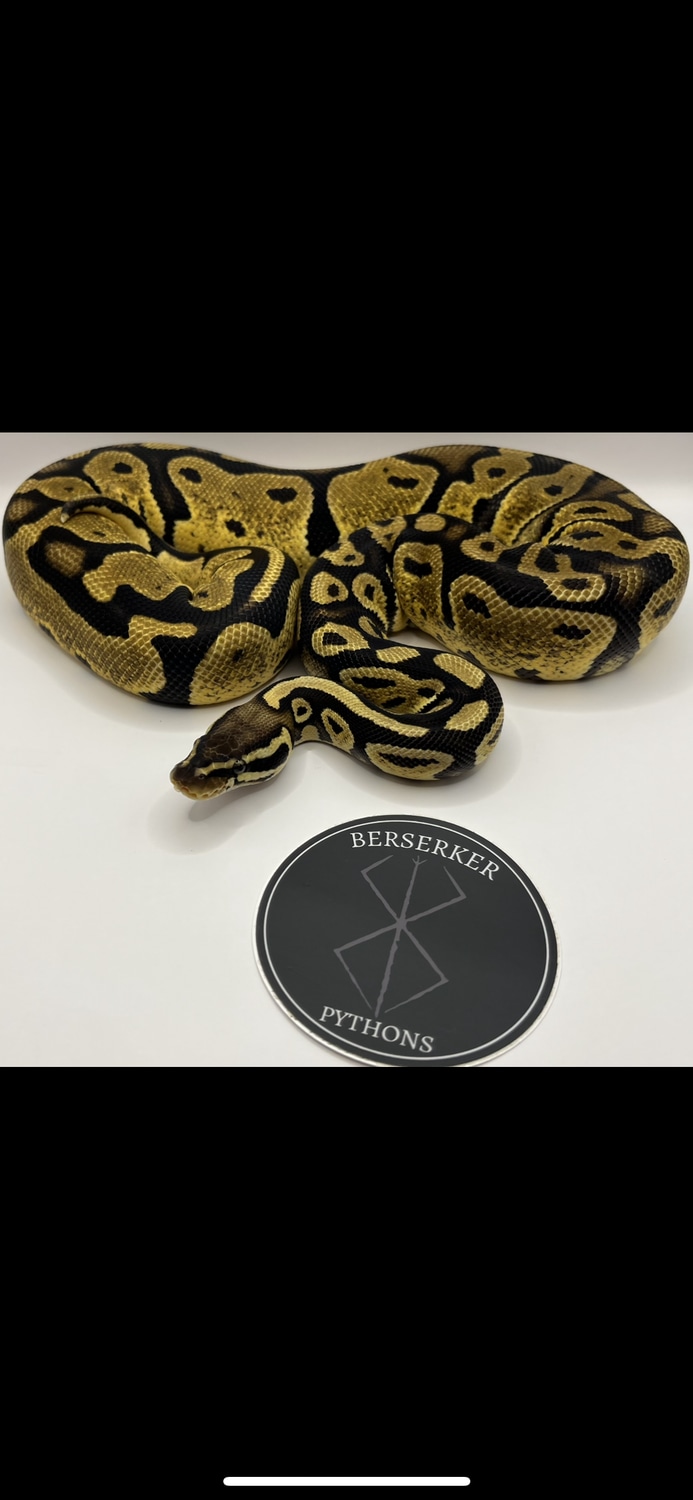Pastel 100% Het Hypo 100% Het Piebald Ball Python by Berserker Pythons ...