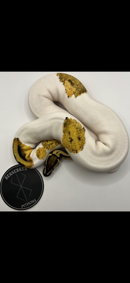 Pastel Orange Dream Piebald 100% Het Hypo Ball Python by Berserker Pythons